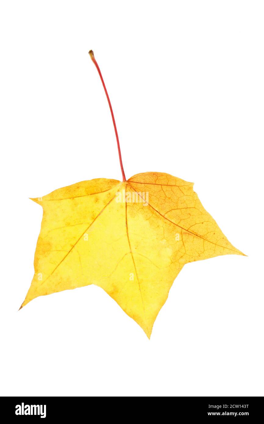 natural colored maple leaf isolated on white background Stock Photo - Alamy
