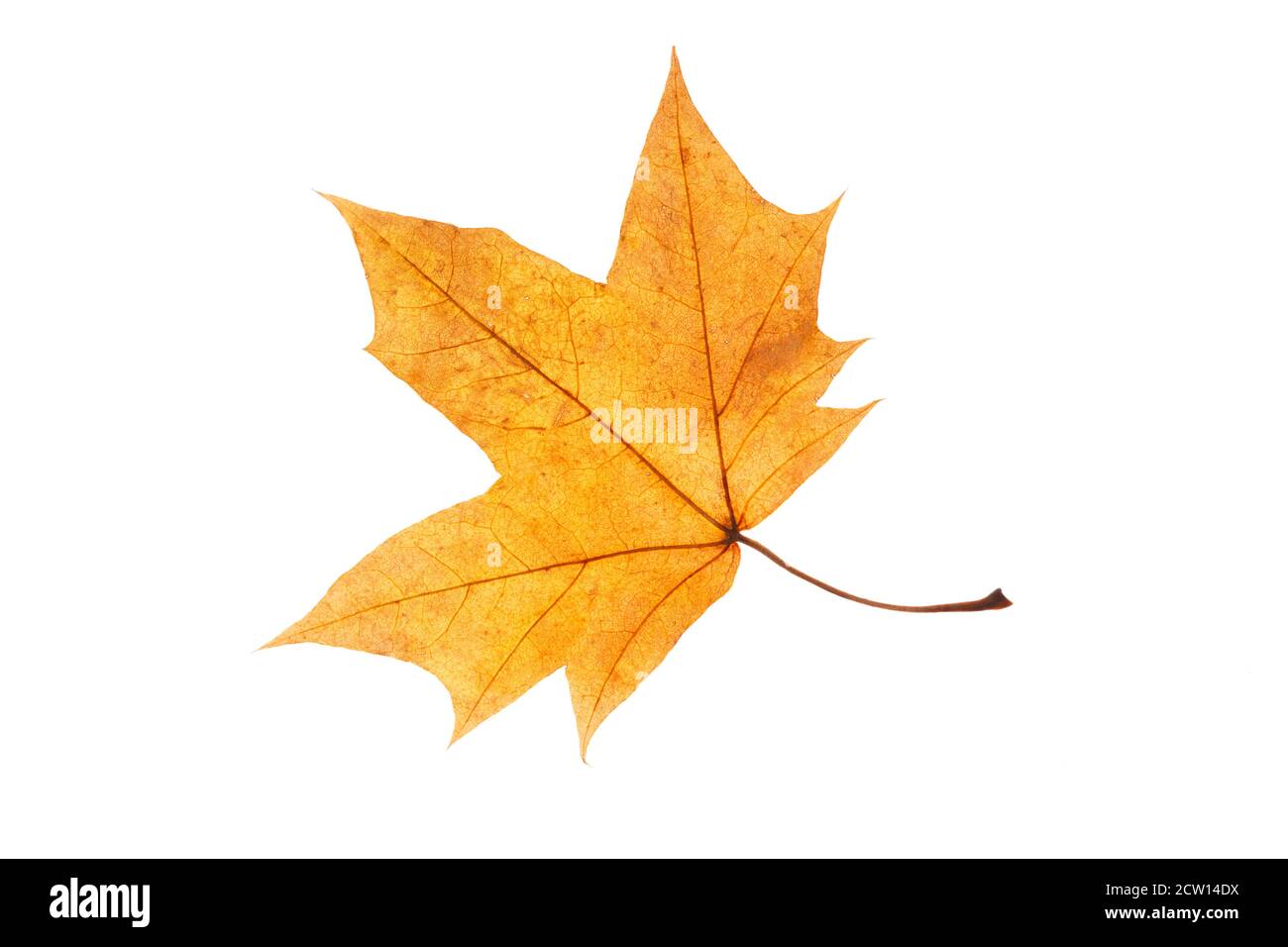 natural colored maple leaf isolated on white background Stock Photo - Alamy
