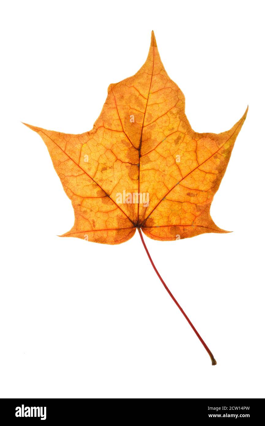natural colored maple leaf isolated on white background Stock Photo - Alamy
