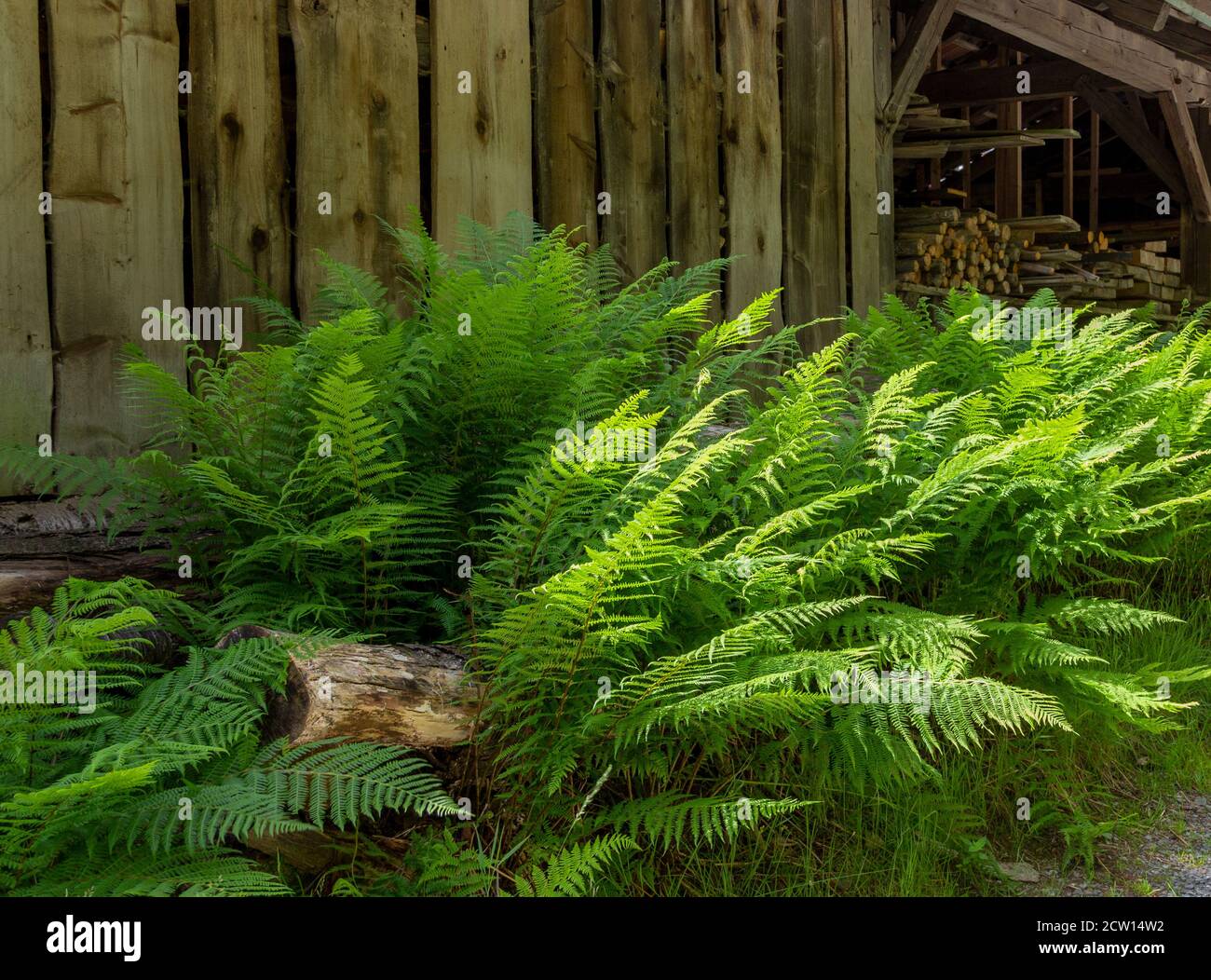 Fern outdoor hi-res stock photography and images - Alamy