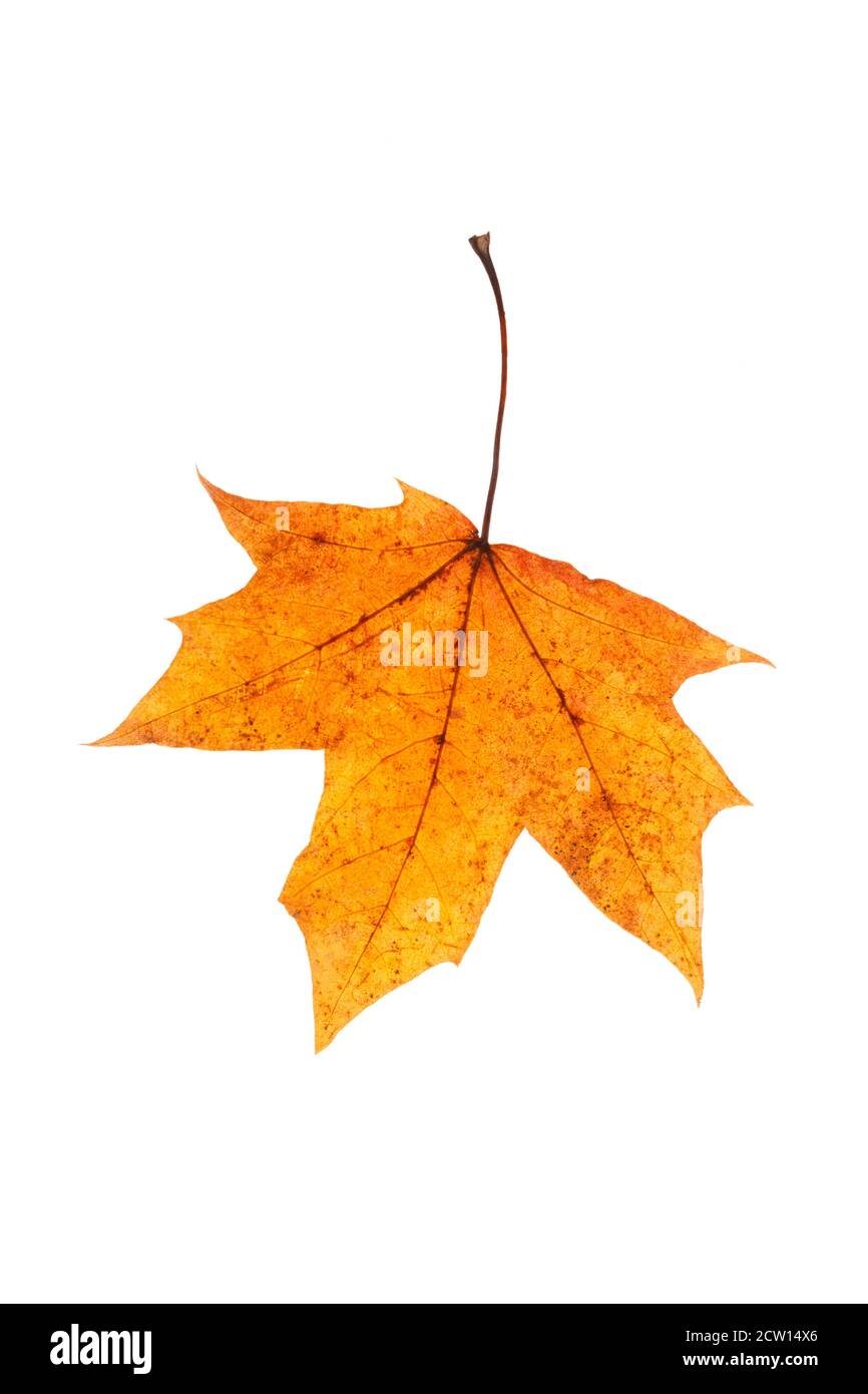 natural colored maple leaf isolated on white background Stock Photo - Alamy
