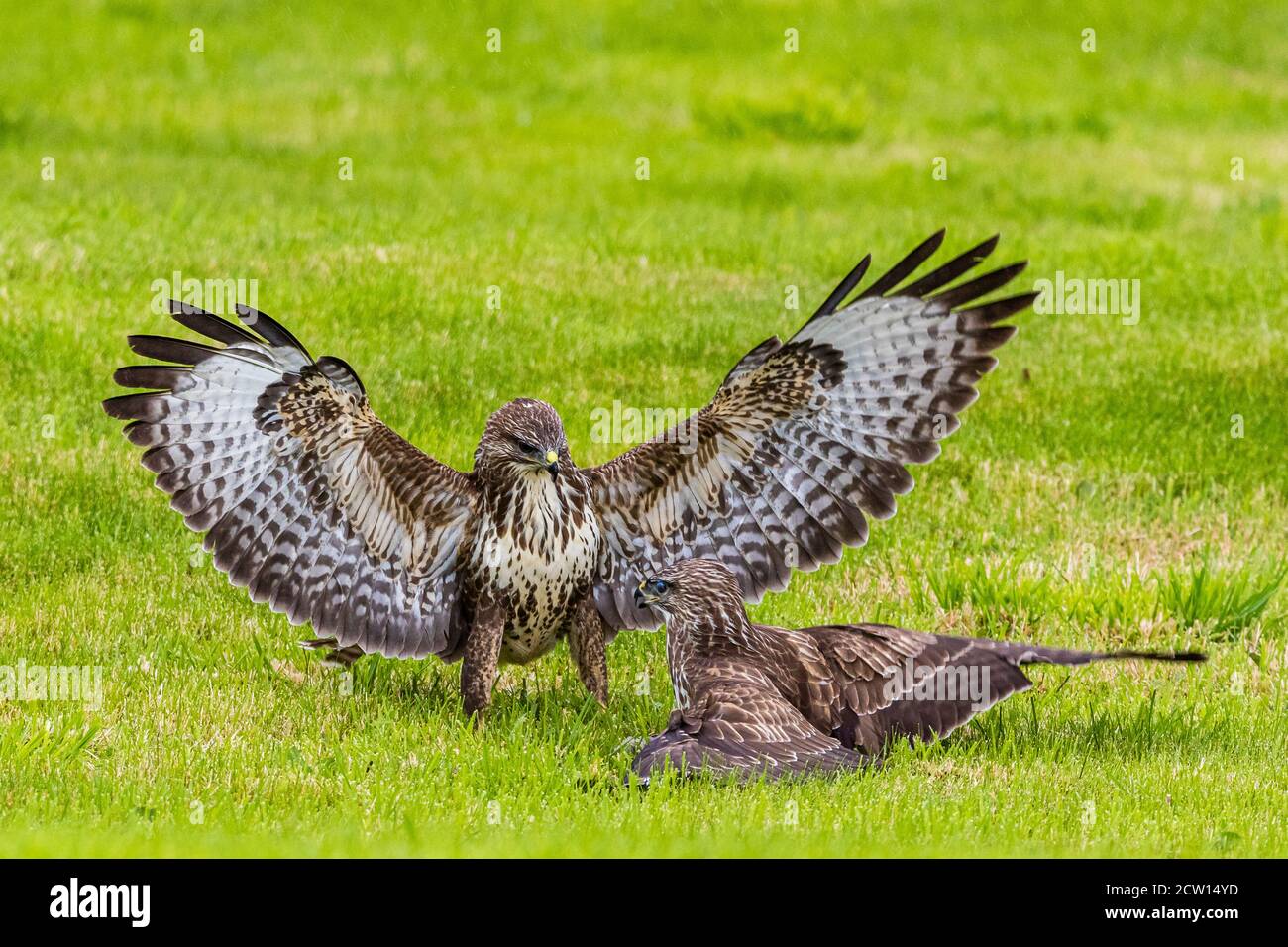 Common buzzard fighting on the ground in mid Wales summer sunshine ...