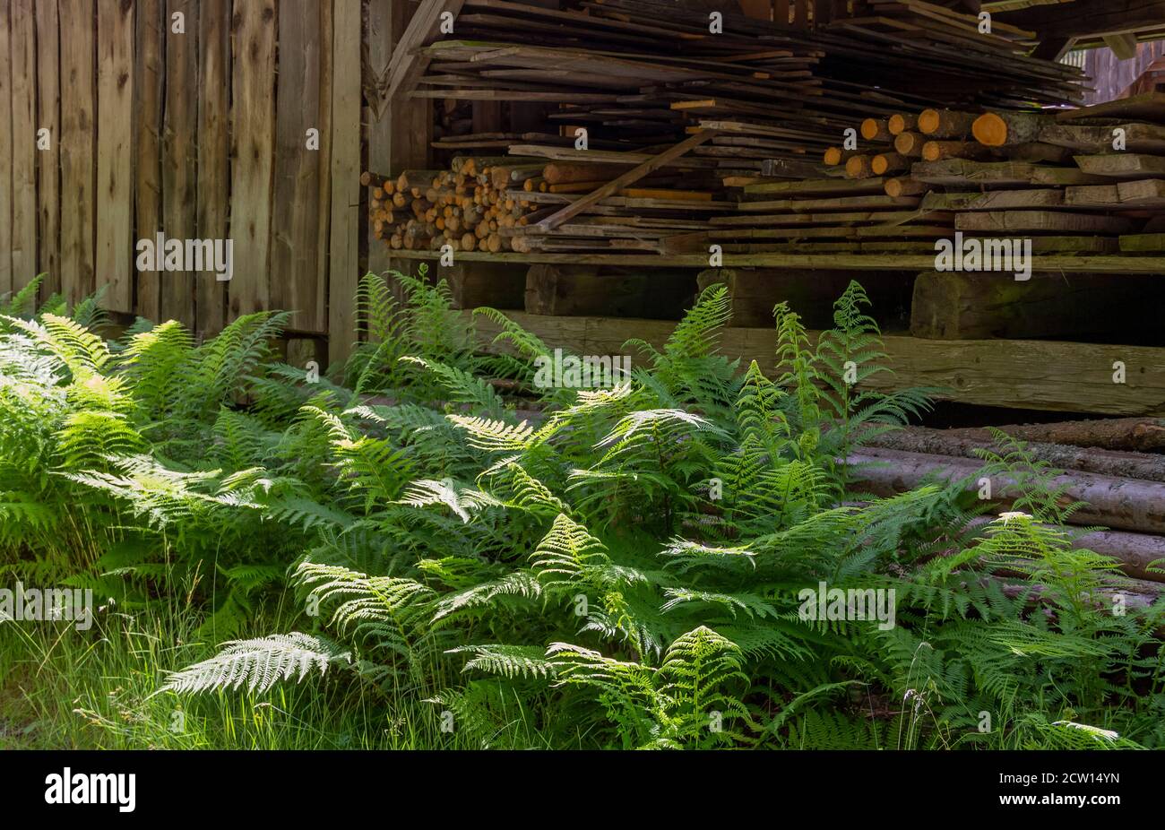 outdoor scenery showing fern plants and wooden planks in sunny ambiance ...