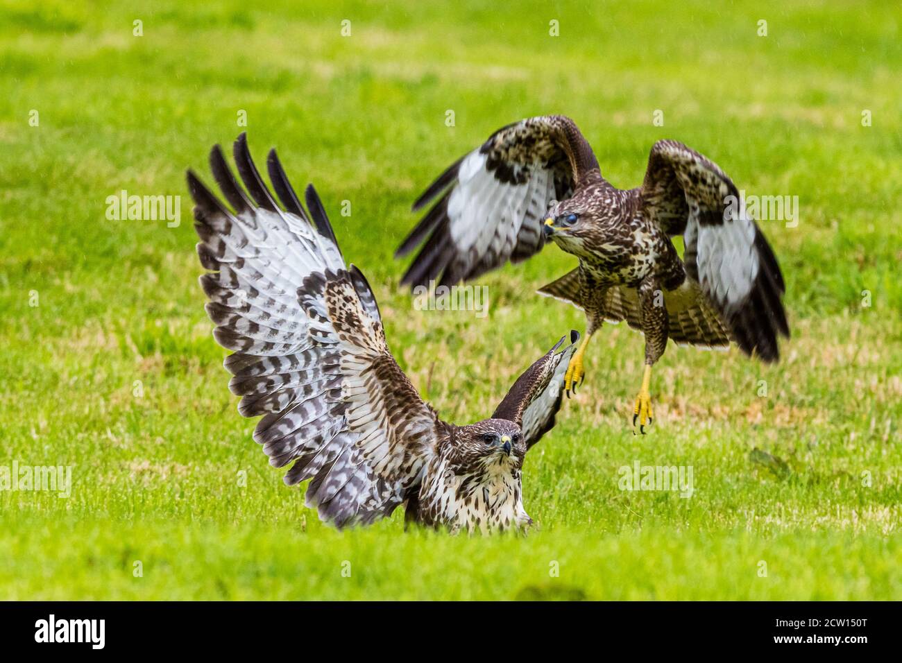 Common buzzard fighting on the ground in mid Wales summer sunshine ...