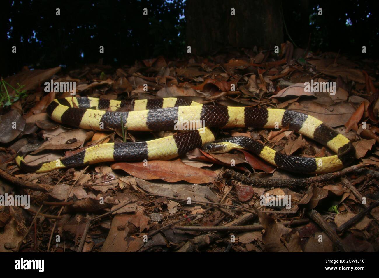 Endemic snakes of thailand hi-res stock photography and images - Alamy