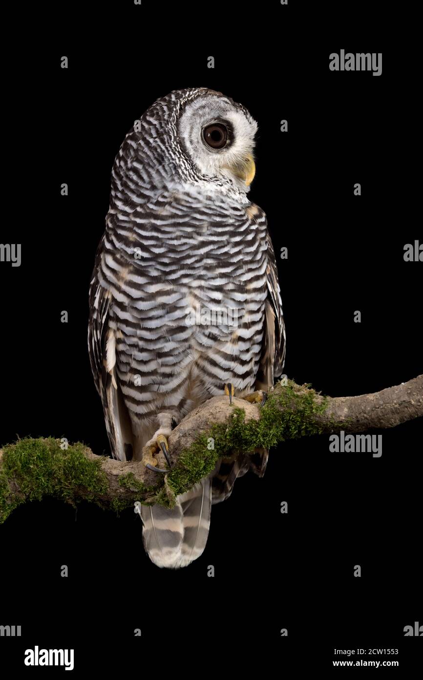 Strix rufipes hi-res stock photography and images - Alamy