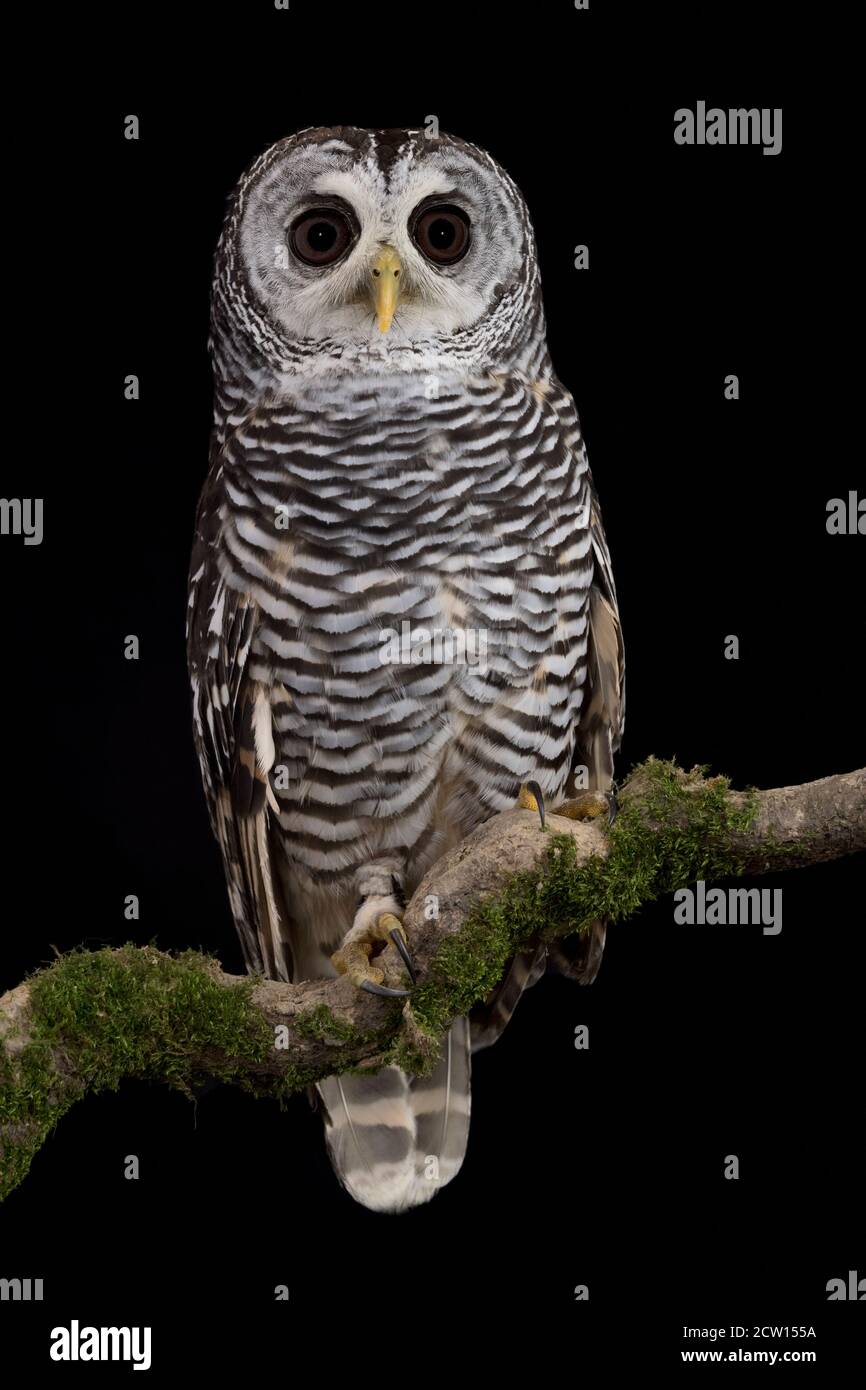 Strix rufipes hi-res stock photography and images - Alamy