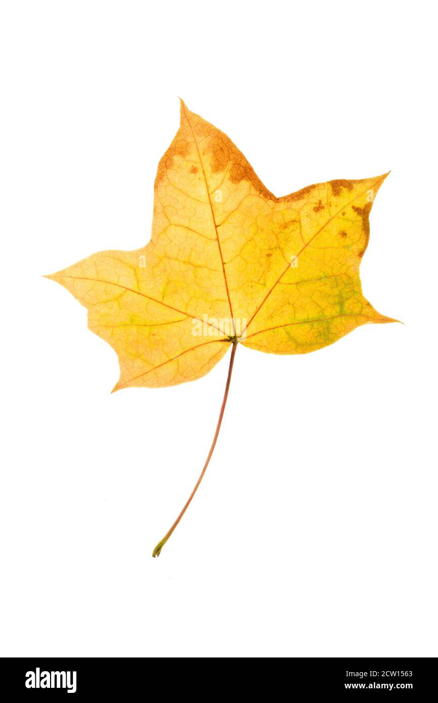 natural colored maple leaf isolated on white background Stock Photo - Alamy