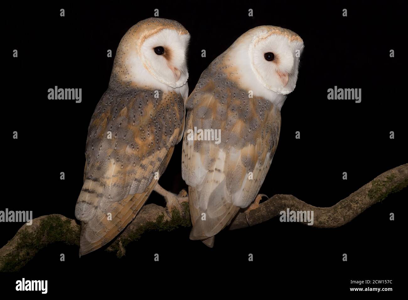 Family barn owls hi-res stock photography and images - Alamy