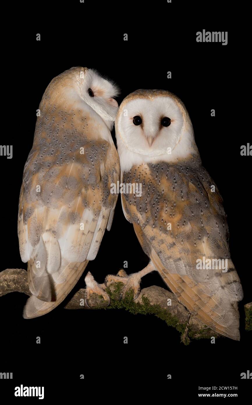 Nocturnal portrait of Barn owl male and female (Tyto alba Stock Photo ...