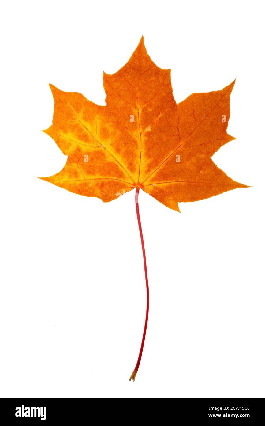 natural colored maple leaf isolated on white background Stock Photo - Alamy