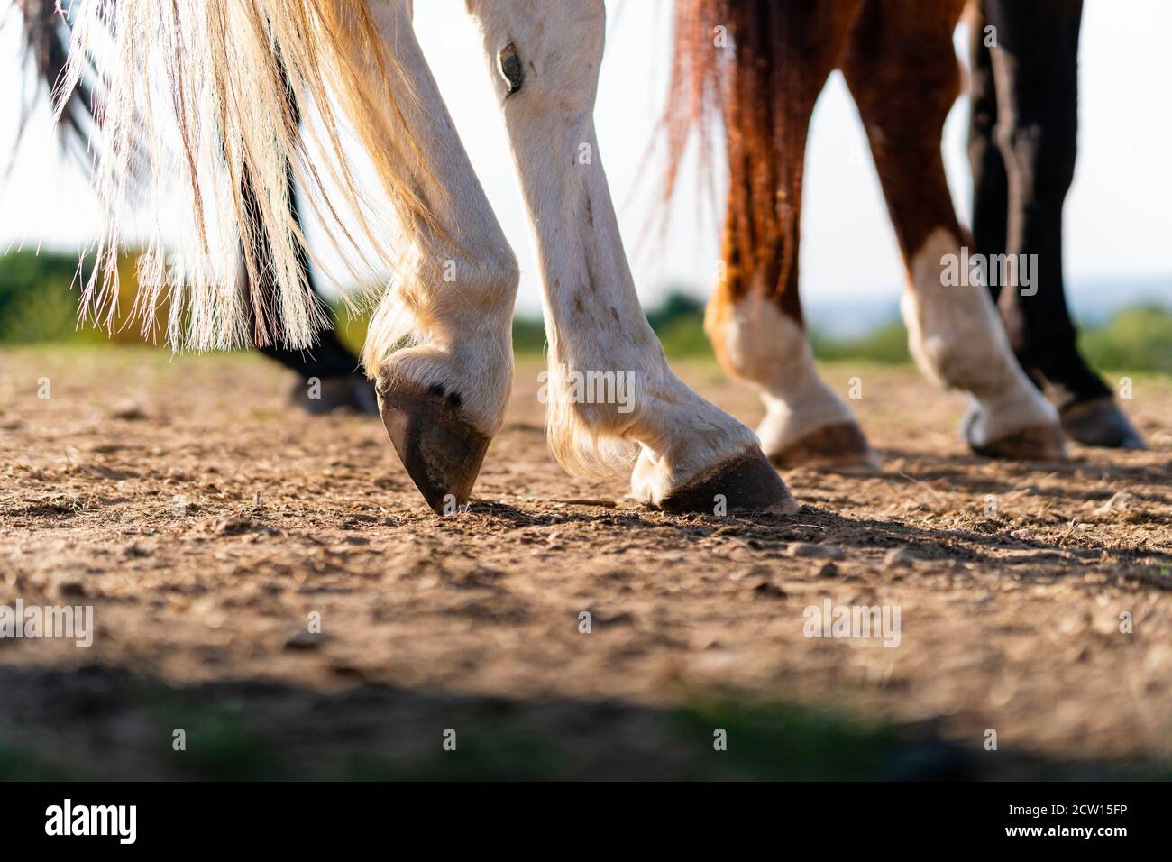 Close-up of a horse's hind legs and hooves in resting position on a ...