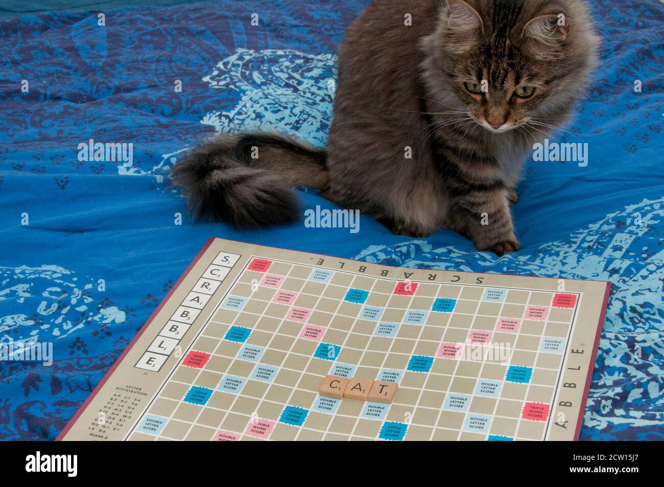 Word on a scrabble board hi-res stock photography and images - Alamy