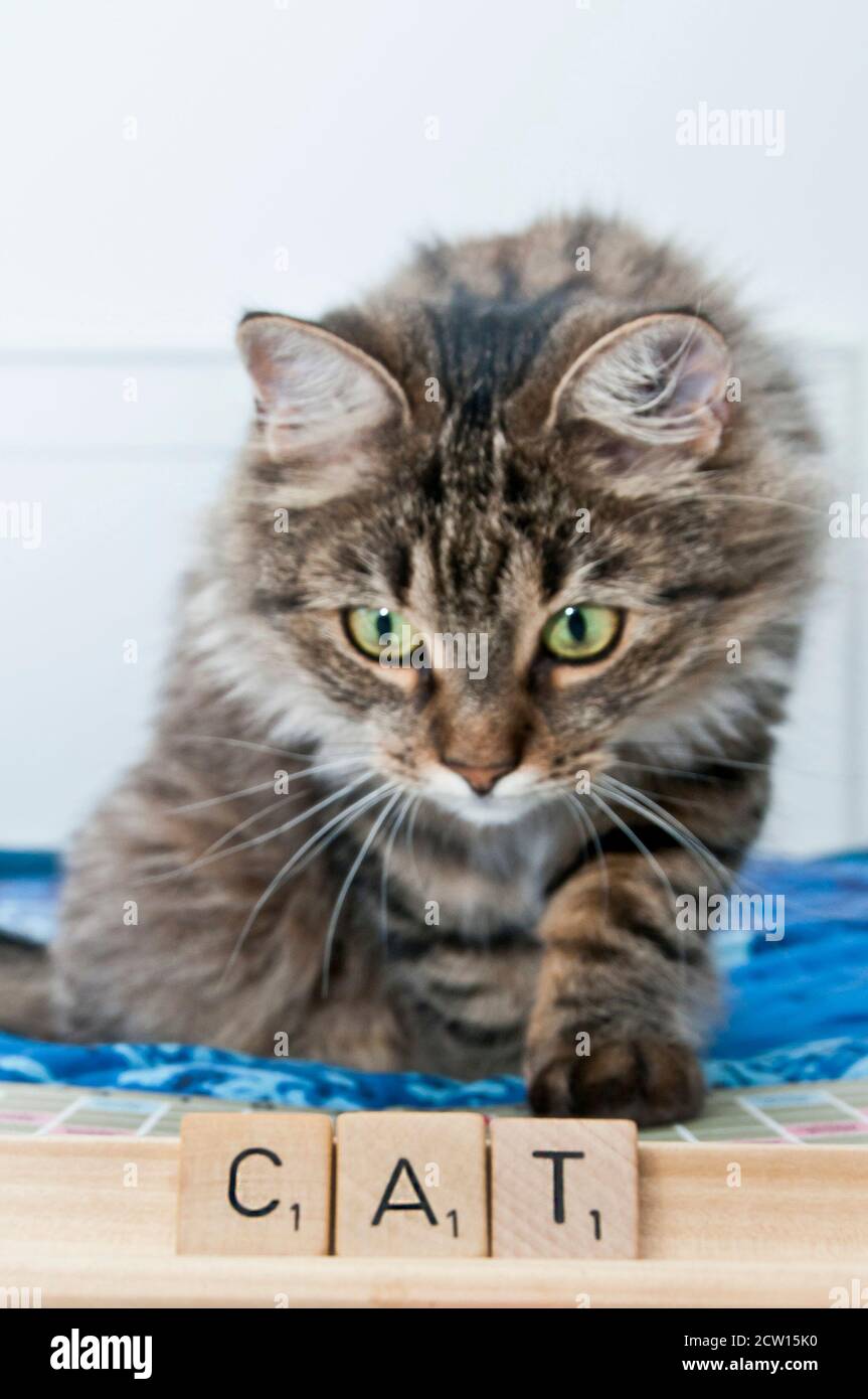 Scrabble board and word cat hi-res stock photography and images - Alamy