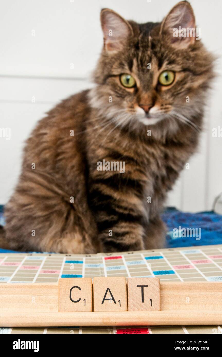 Scrabble board and word cat hi-res stock photography and images - Alamy