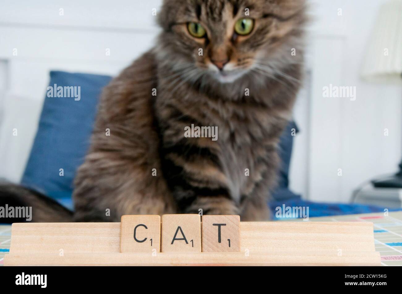 Cat word spelled hi-res stock photography and images - Alamy