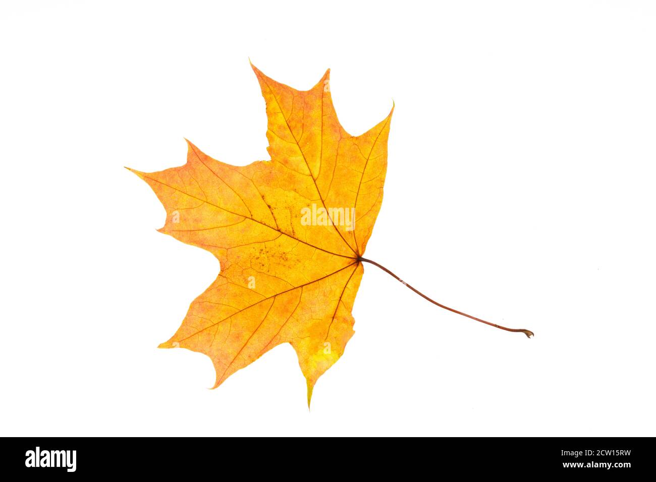 natural colored maple leaf isolated on white background Stock Photo - Alamy