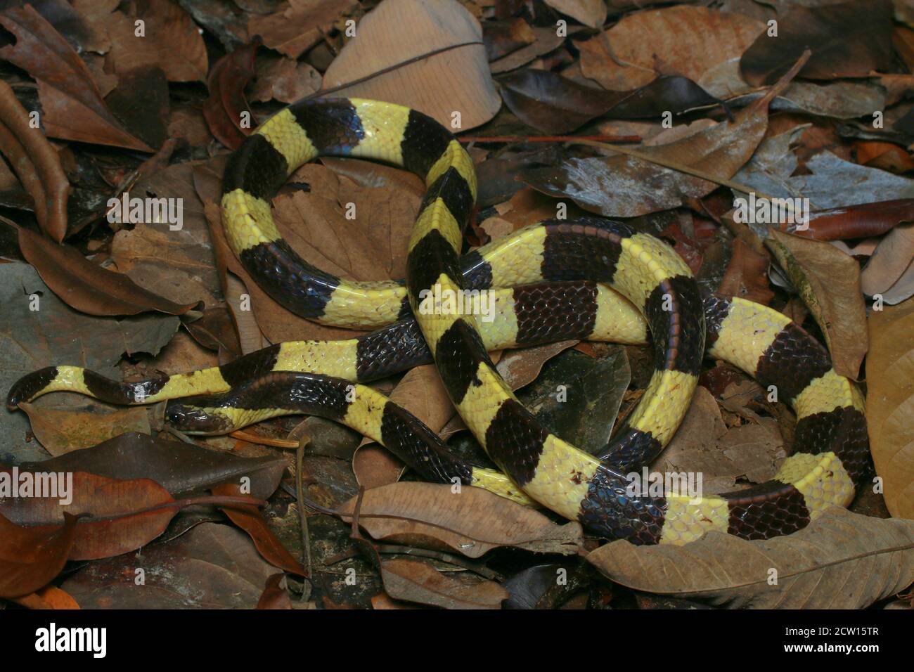 Snakes of peninsular malaysia hi-res stock photography and images - Alamy