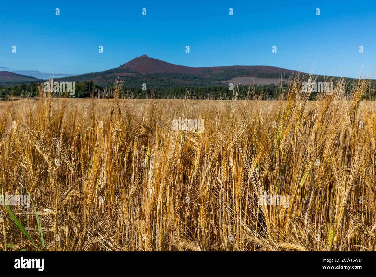 Hill farm in scottish hi-res stock photography and images - Alamy