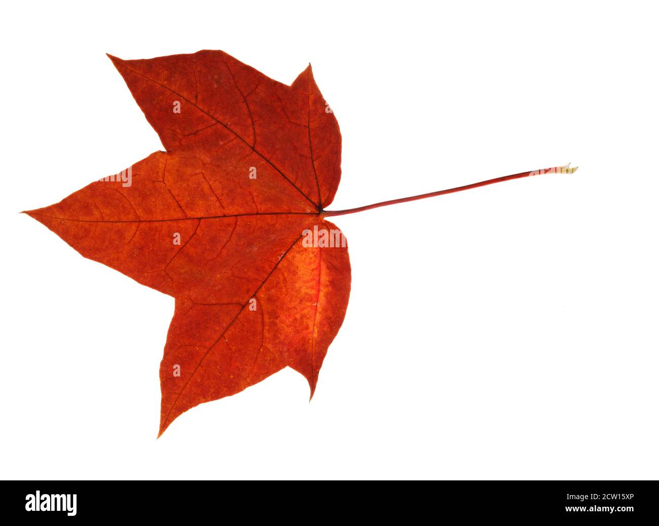 natural colored maple leaf isolated on white background Stock Photo - Alamy