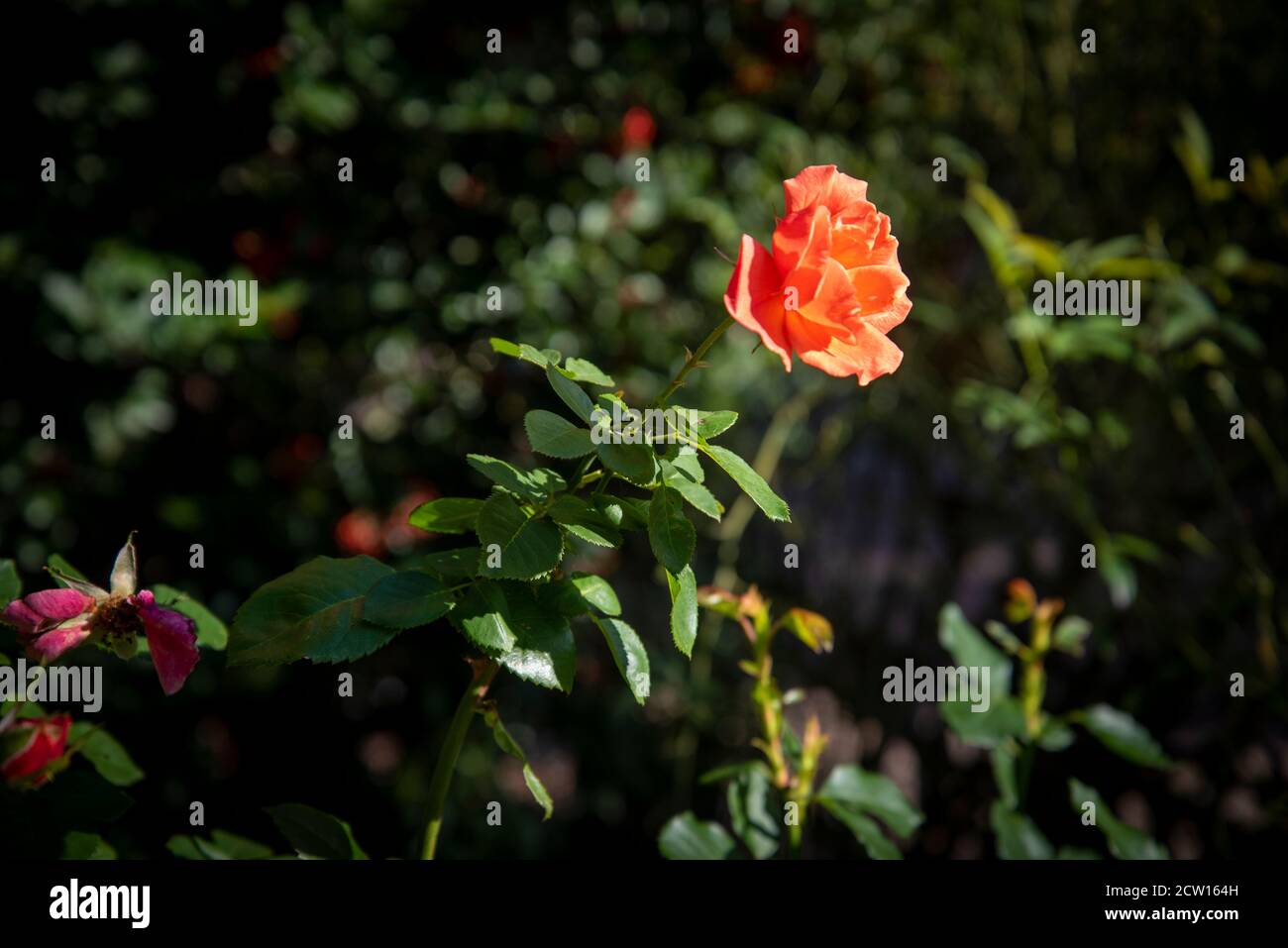 Dc neighborhoods hi-res stock photography and images - Alamy