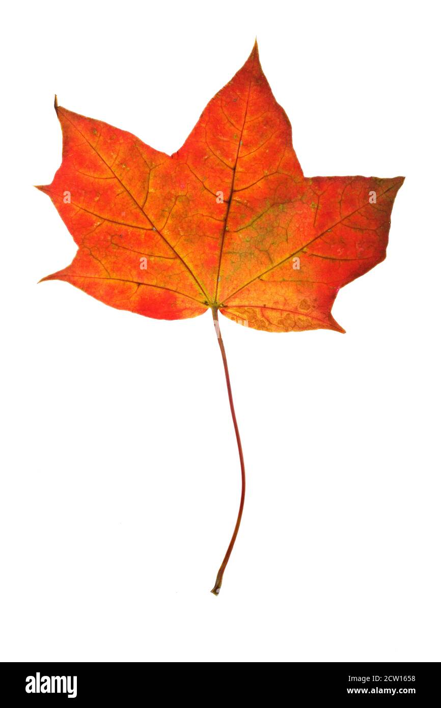 natural colored maple leaf isolated on white background Stock Photo - Alamy