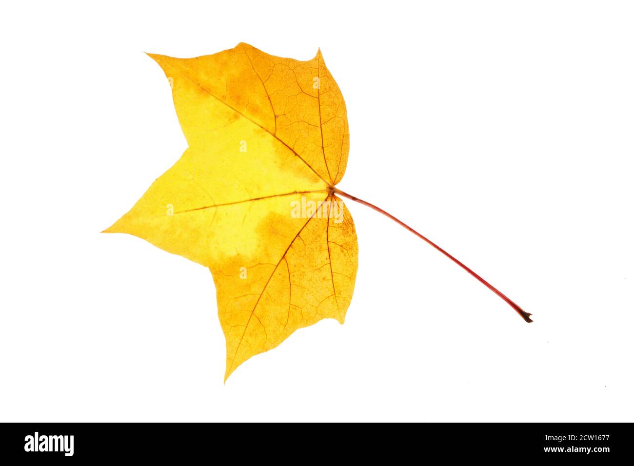 natural colored maple leaf isolated on white background Stock Photo - Alamy
