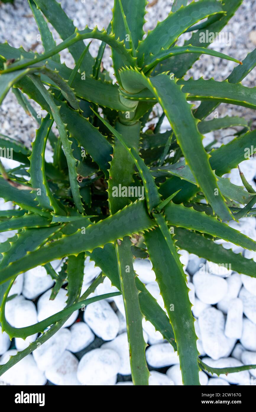 Branches of an aloe bush close up. Aloe Plant used in Health-Care and ...