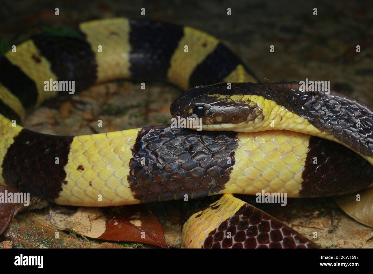 Bungarus fasciatus is a venomous snake from South East Asia. They are ...