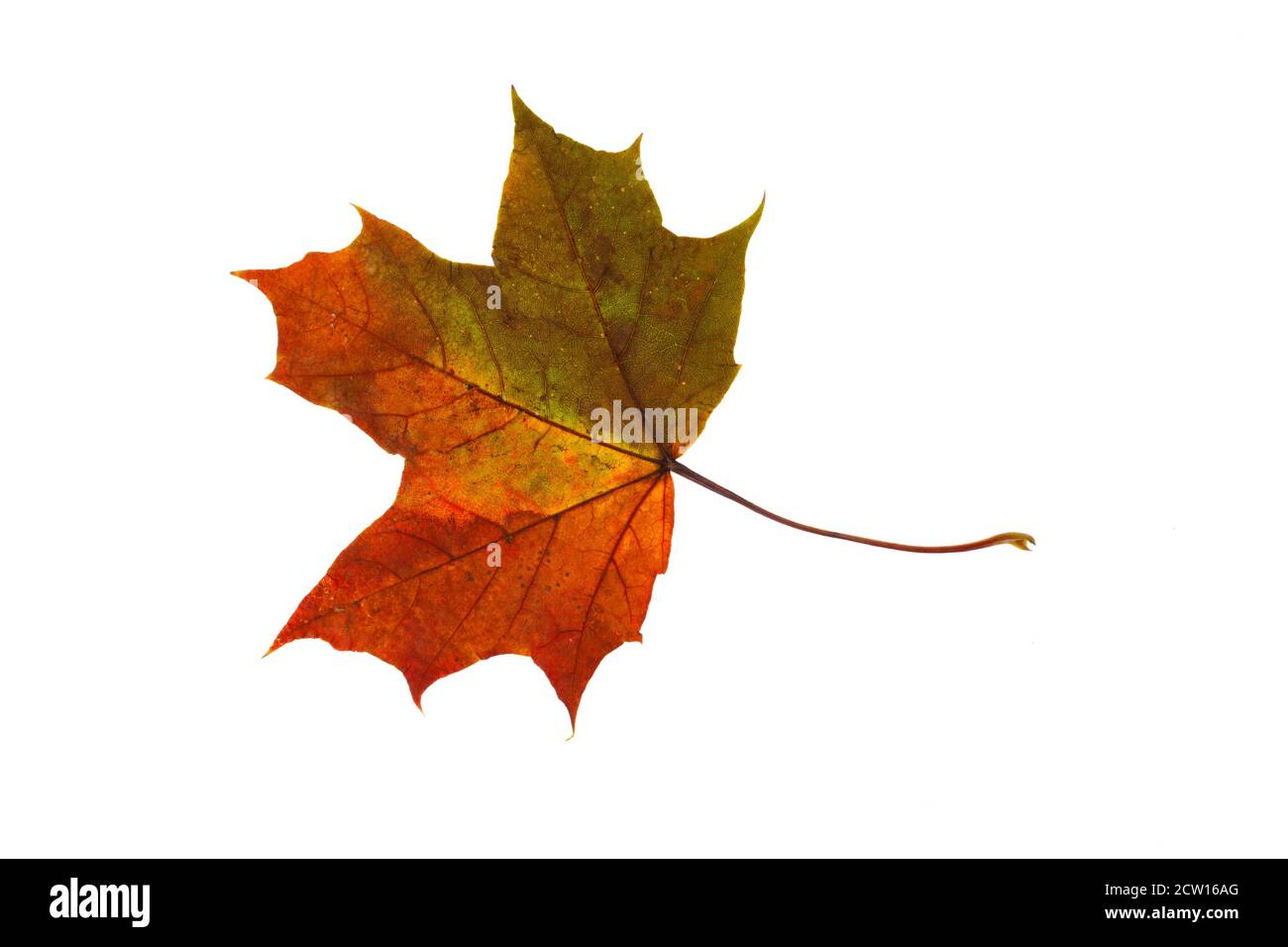 natural colored maple leaf isolated on white background Stock Photo - Alamy