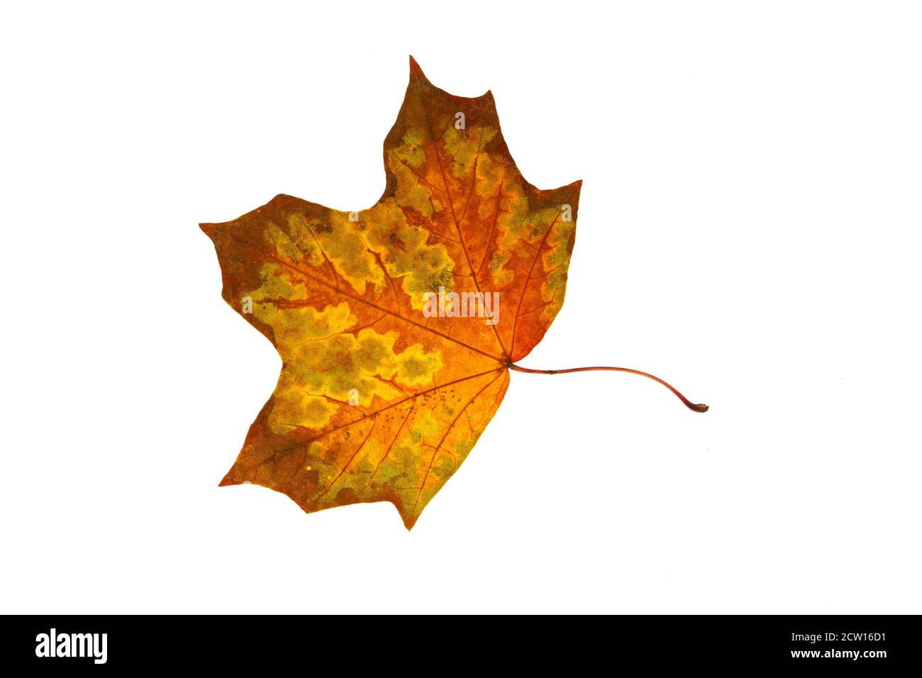 natural colored maple leaf isolated on white background Stock Photo - Alamy