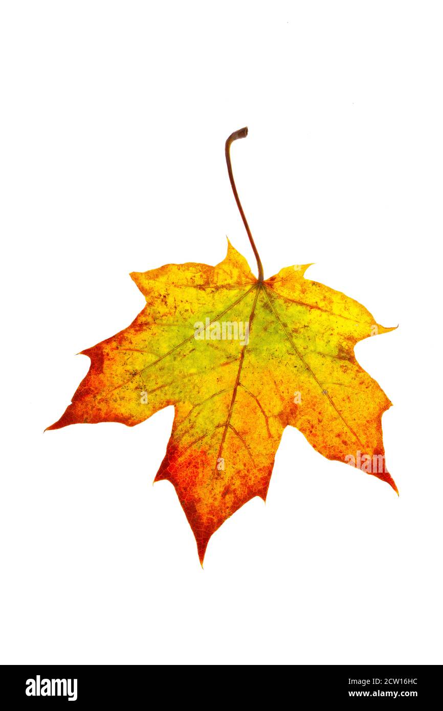 natural colored maple leaf isolated on white background Stock Photo - Alamy