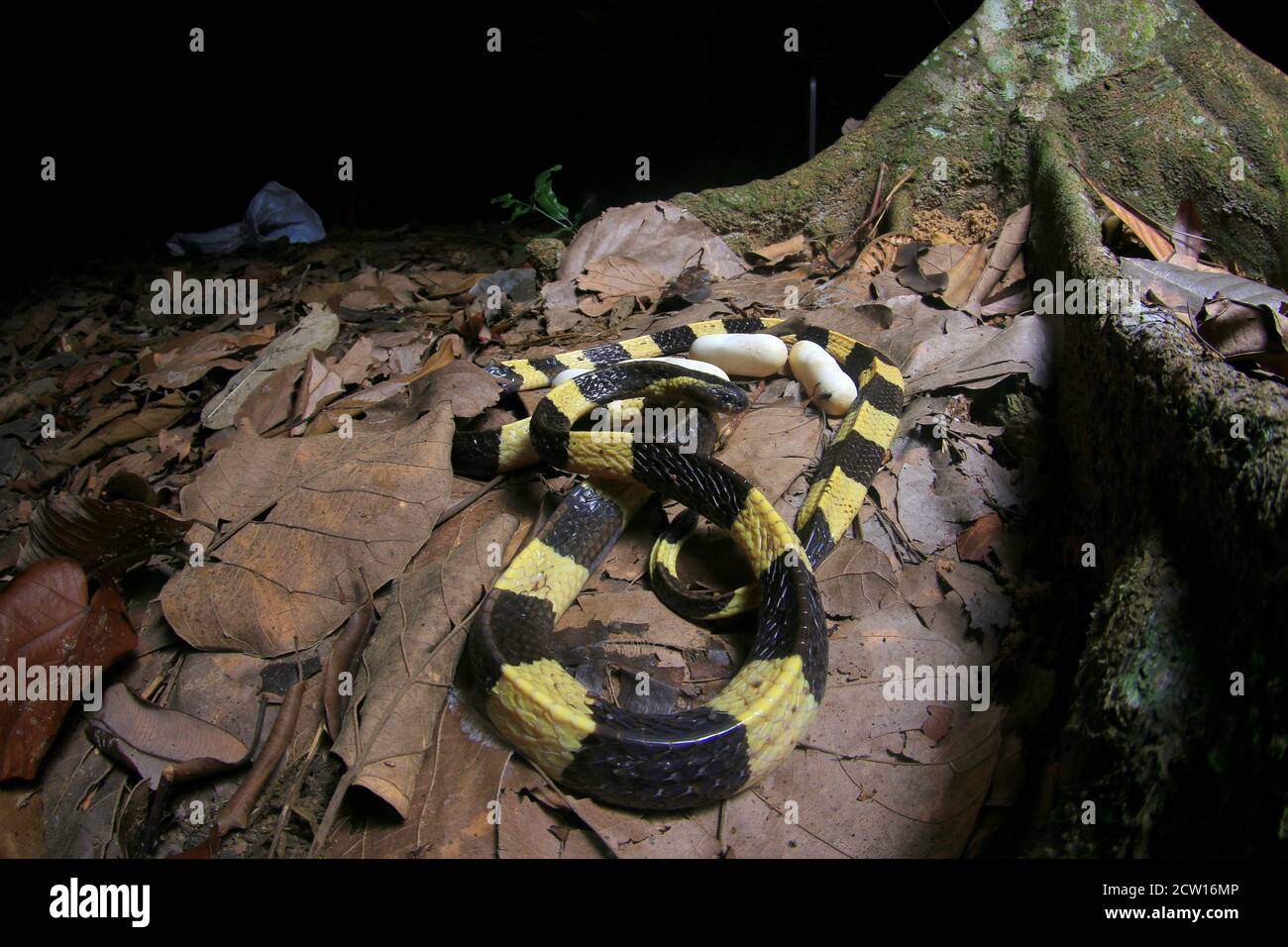 Endemic snakes of thailand hi-res stock photography and images - Alamy