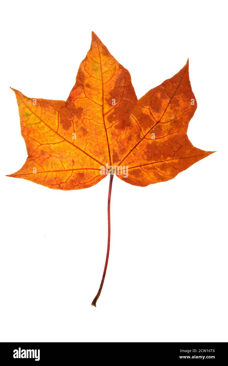 natural colored maple leaf isolated on white background Stock Photo - Alamy