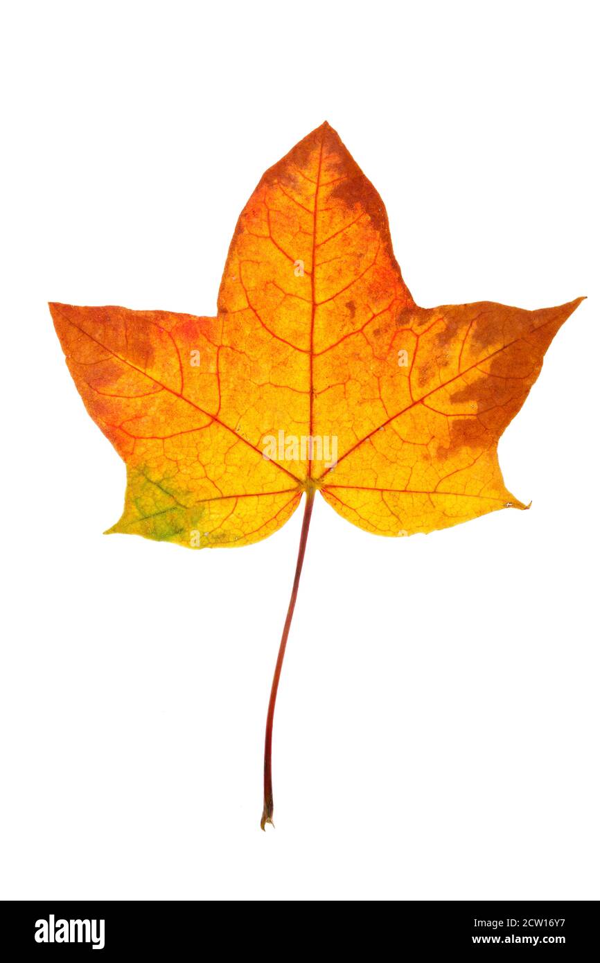 natural colored maple leaf isolated on white background Stock Photo - Alamy