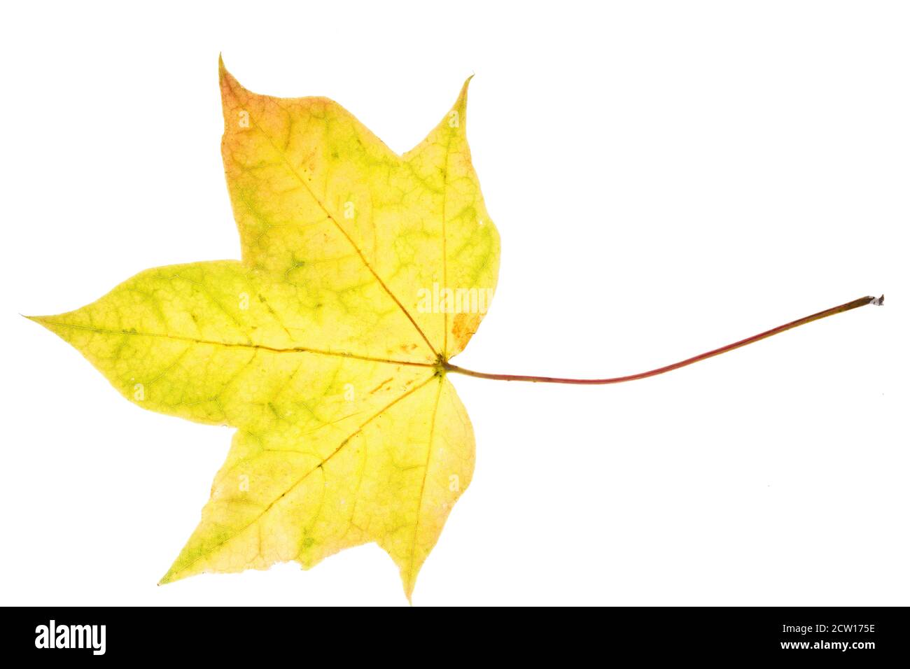 natural colored maple leaf isolated on white background Stock Photo - Alamy