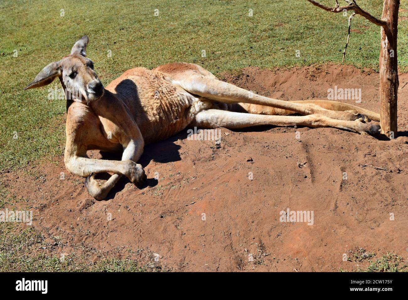 Very muscular wild red kangaroo lying on the ground in Queensland ...