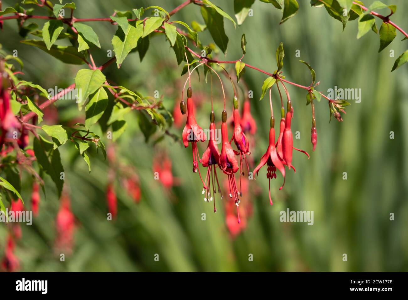 Beautiful red purple hanging Fuchsia flowers in full bloom with bright ...