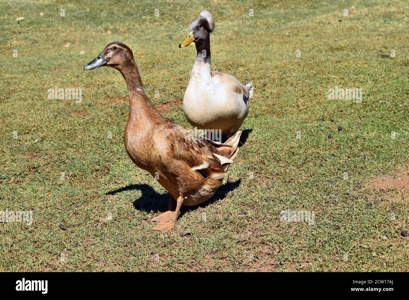 Pretty australian crested duck with brown duck in Queensland, Australia ...
