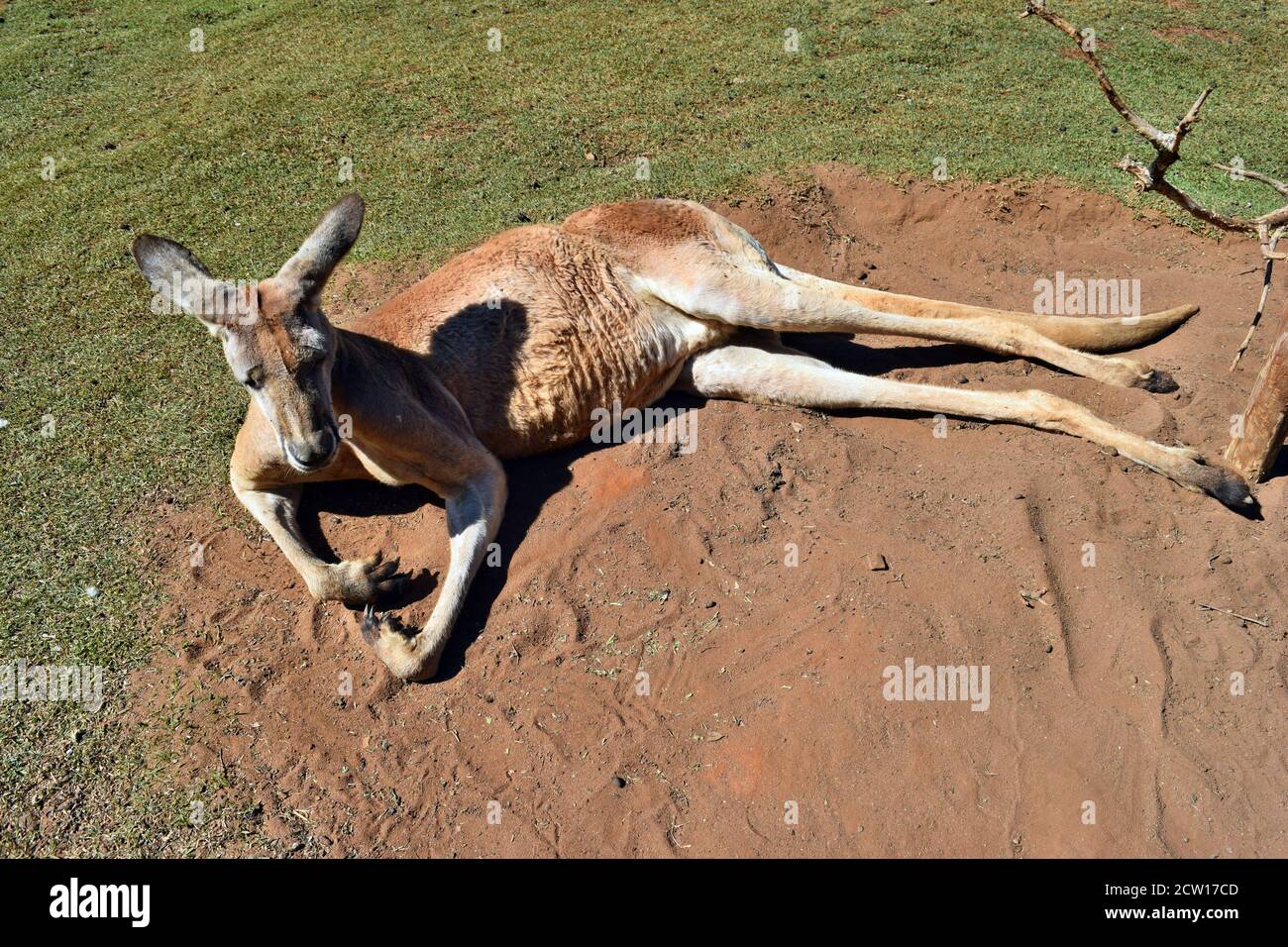 Very muscular wild red kangaroo lying on the ground in Queensland ...