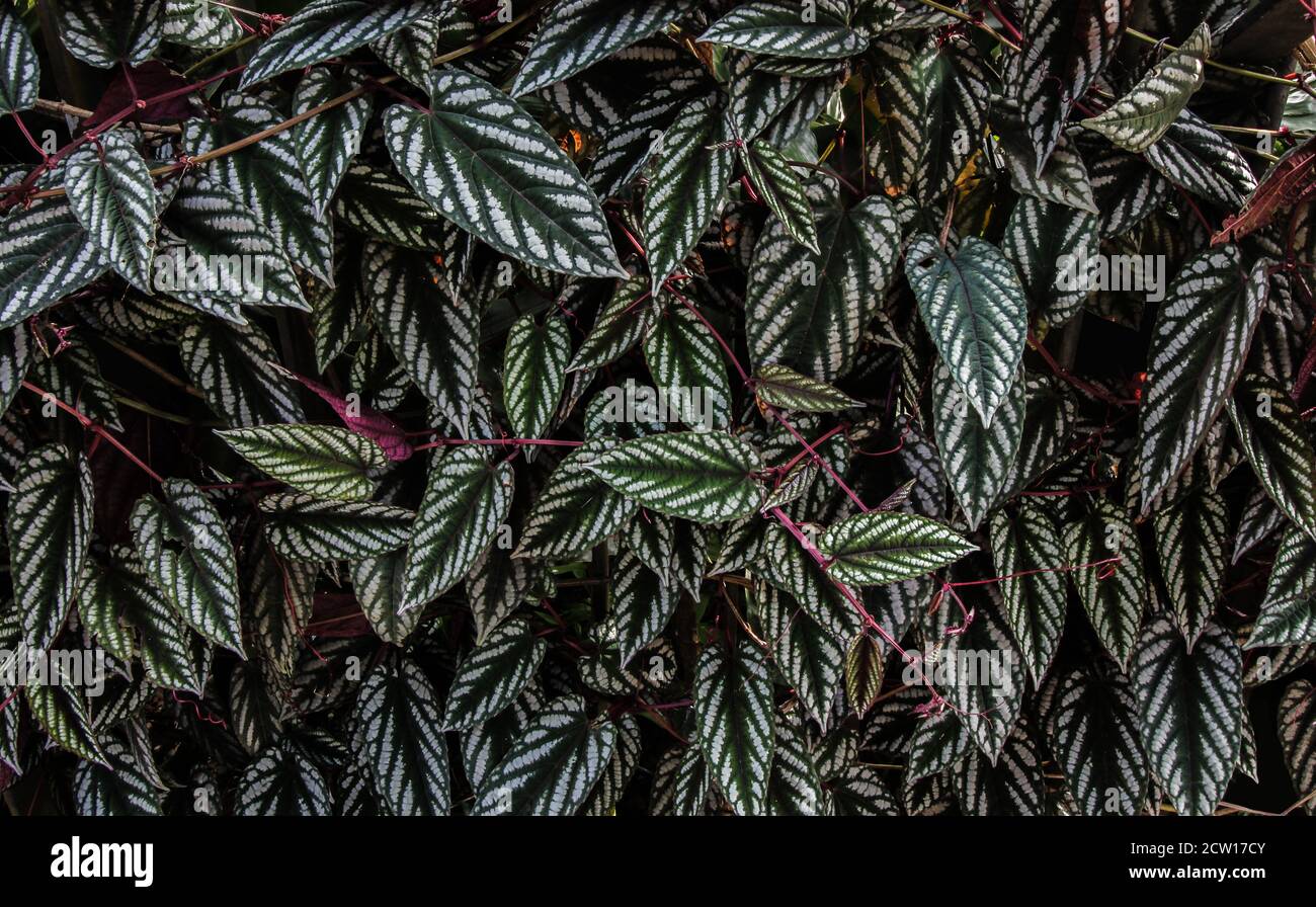 Foliage of the plant (Rex Begonia Vine)(Cissus discolor) (Cissus javana ...