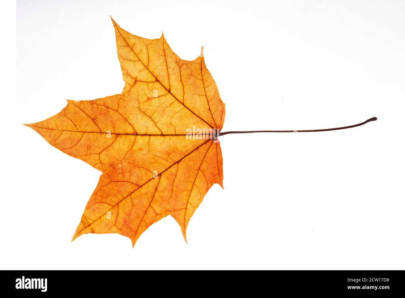 natural colored maple leaf isolated on white background Stock Photo - Alamy