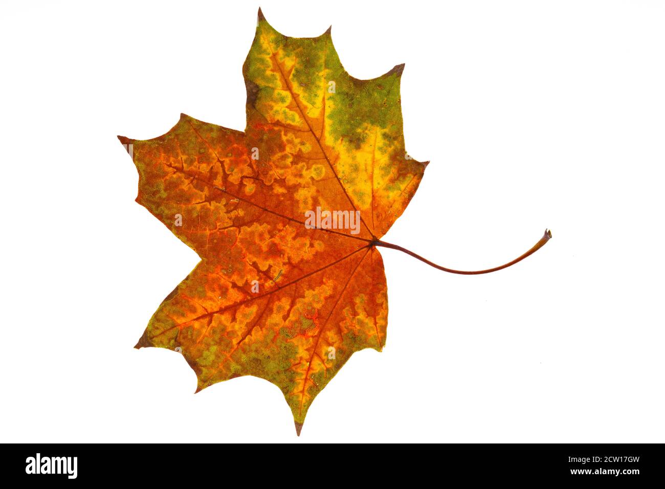 natural colored maple leaf isolated on white background Stock Photo - Alamy