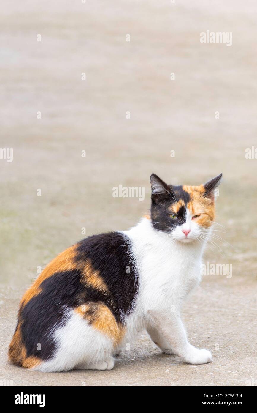 Three colors cat hi-res stock photography and images - Alamy