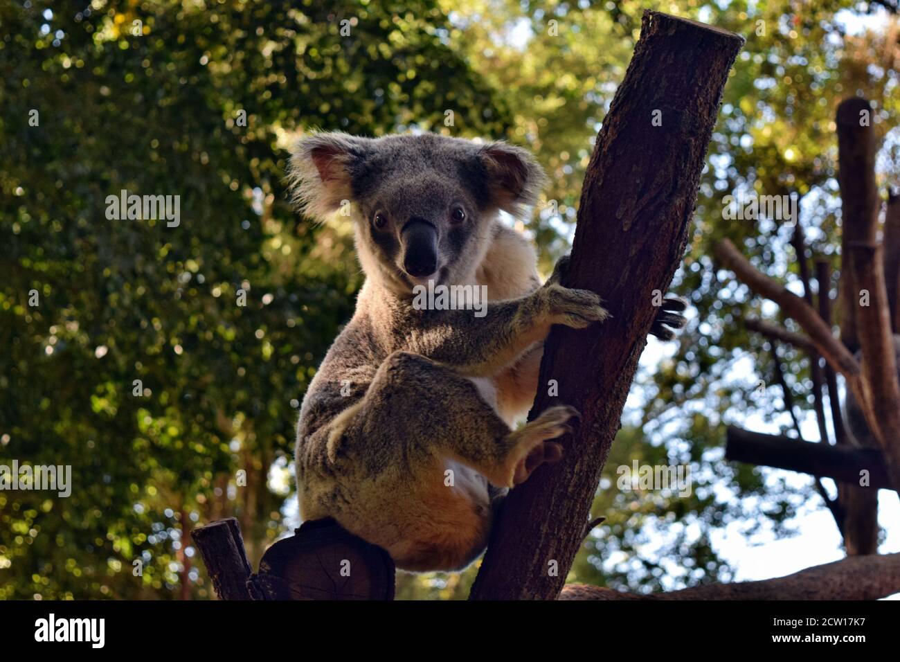 Koala on a tree branch eucalyptus in Australia Stock Photo - Alamy