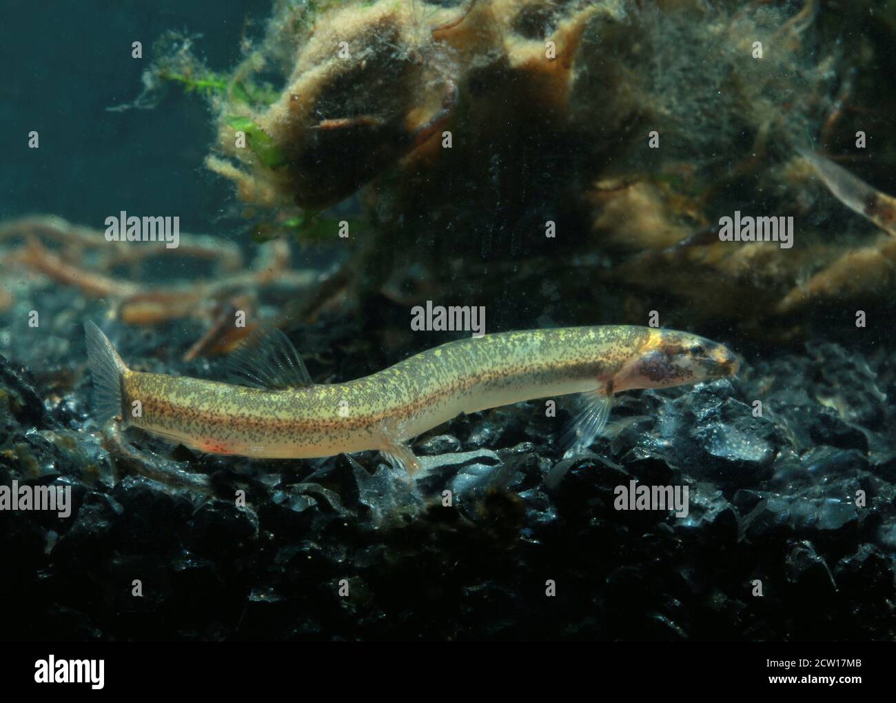 Freshwater fishes of sarawak hi-res stock photography and images - Alamy