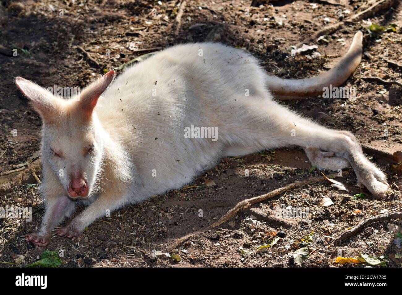 Beautiful rare an albino kangaroo in the park in Australia Stock Photo ...