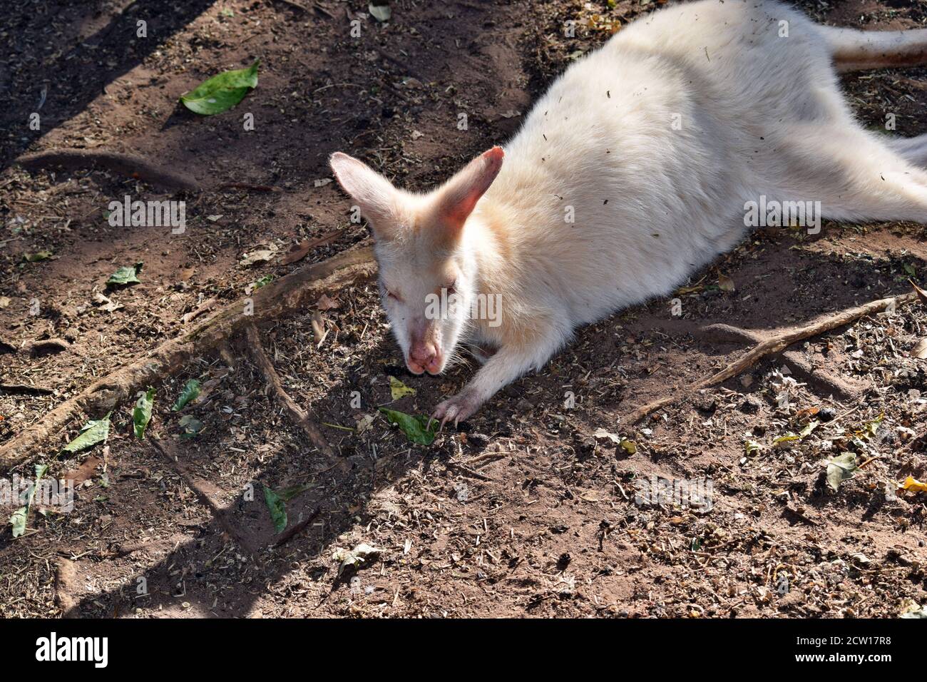 Beautiful rare an albino kangaroo in the park in Australia Stock Photo ...
