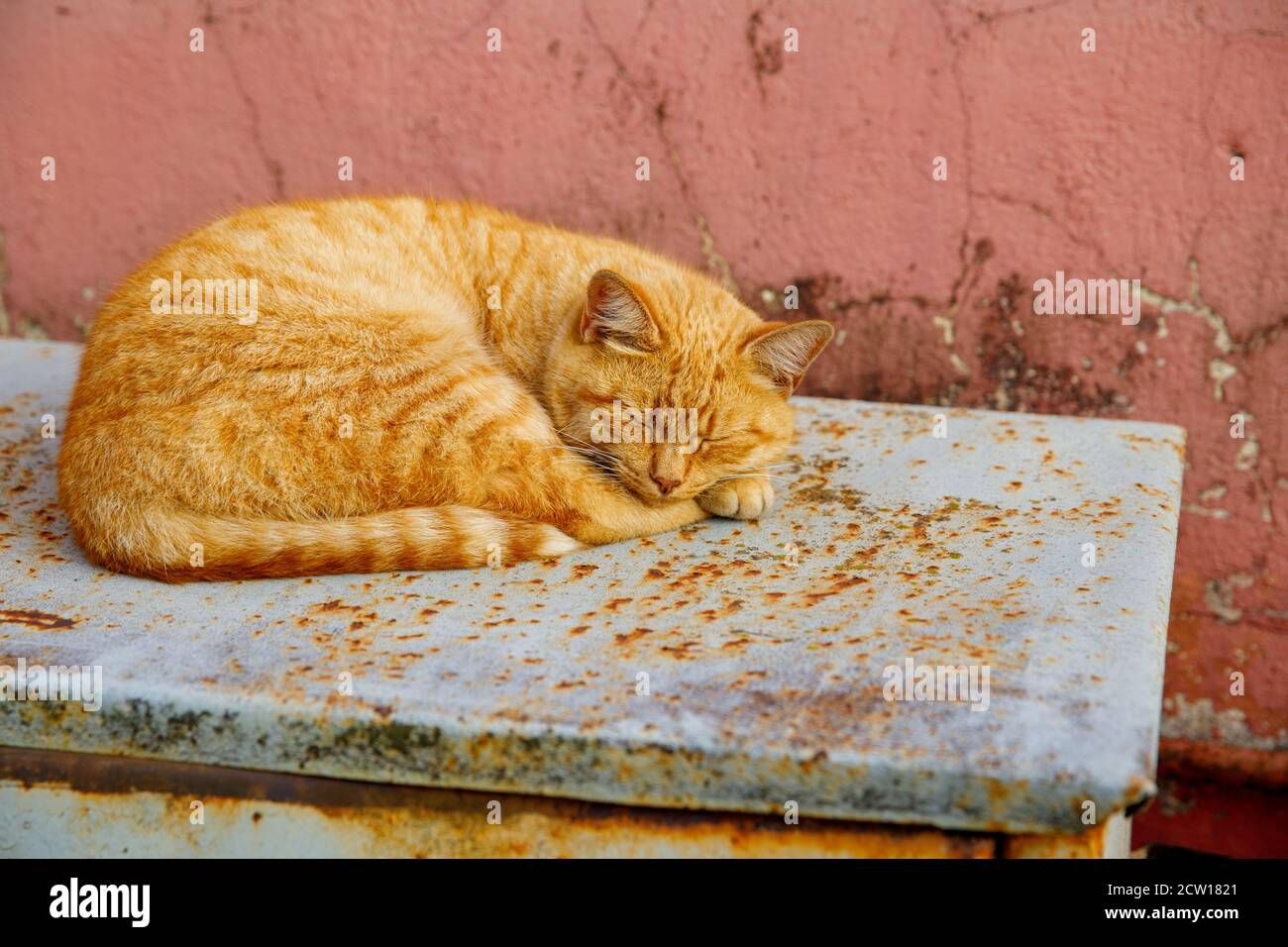 street red cat sleeps on a city street Stock Photo - Alamy
