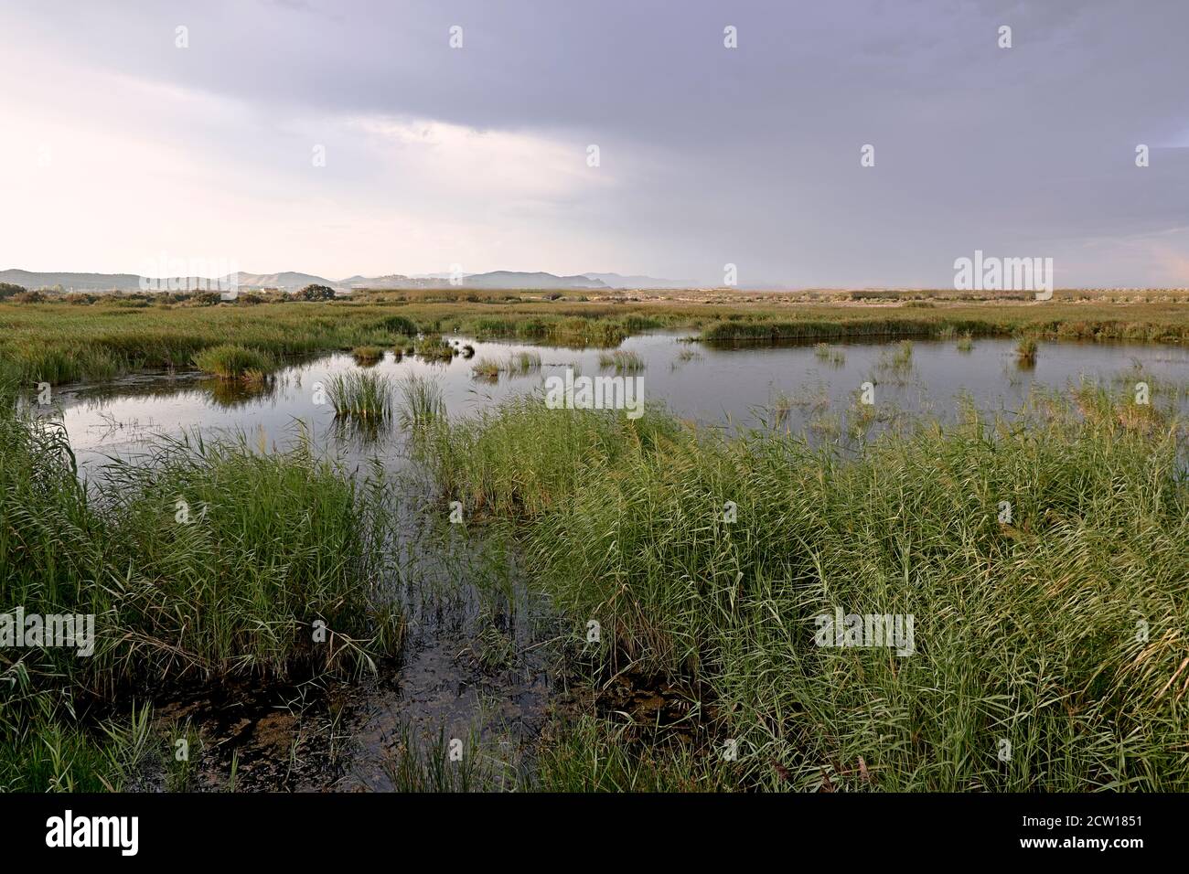 Reeds field at sunset bathed by sun rays, clouds, green, lonely Stock ...